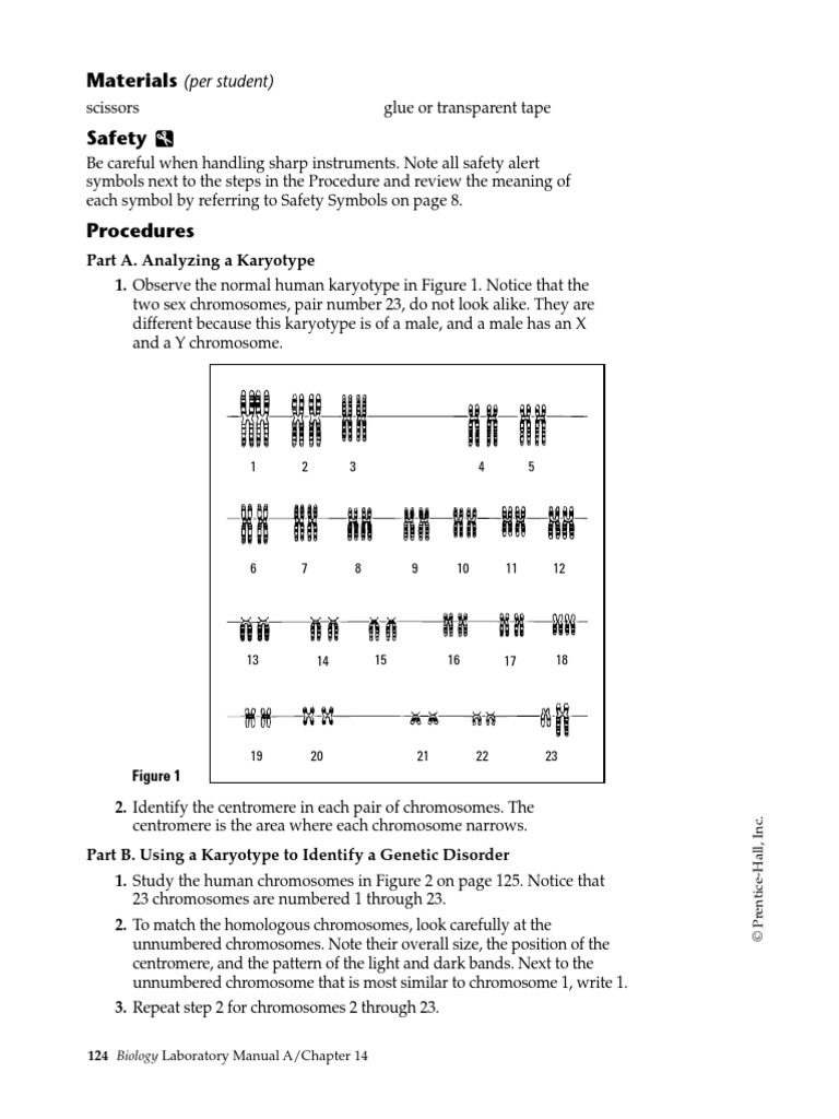 Making Karyotypes Lab - Of. | PDF