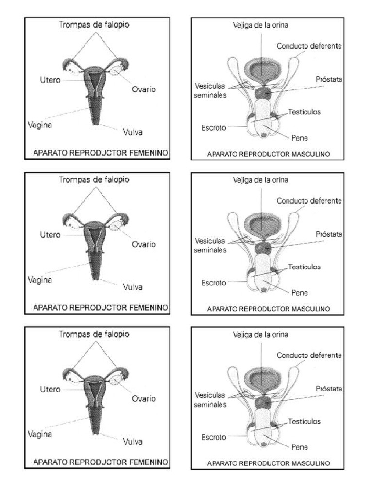 Sistema Reproductor Masculino y Femenino | PDF