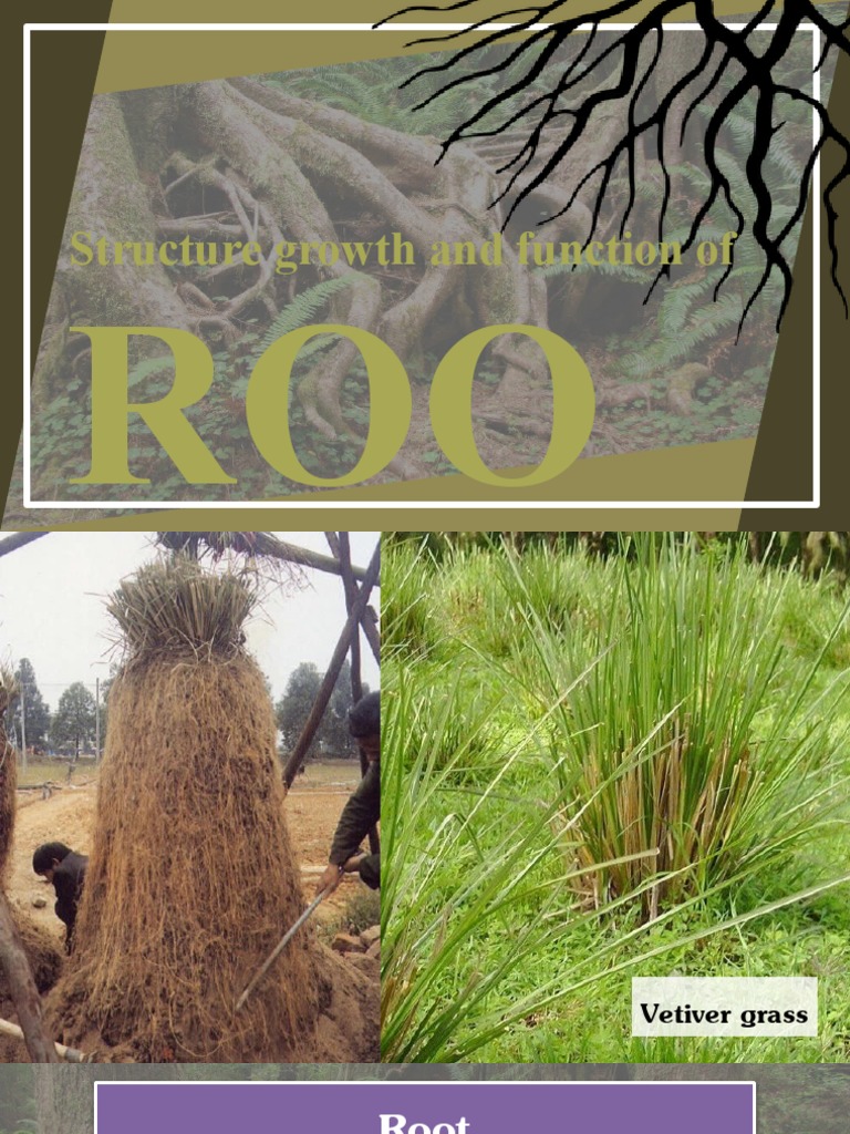 Root | PDF