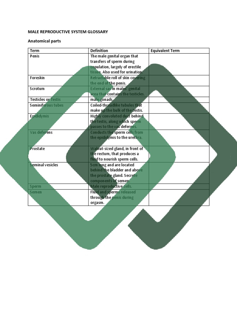 Male Reproductive System Glossary | PDF | Testicle | Prostate