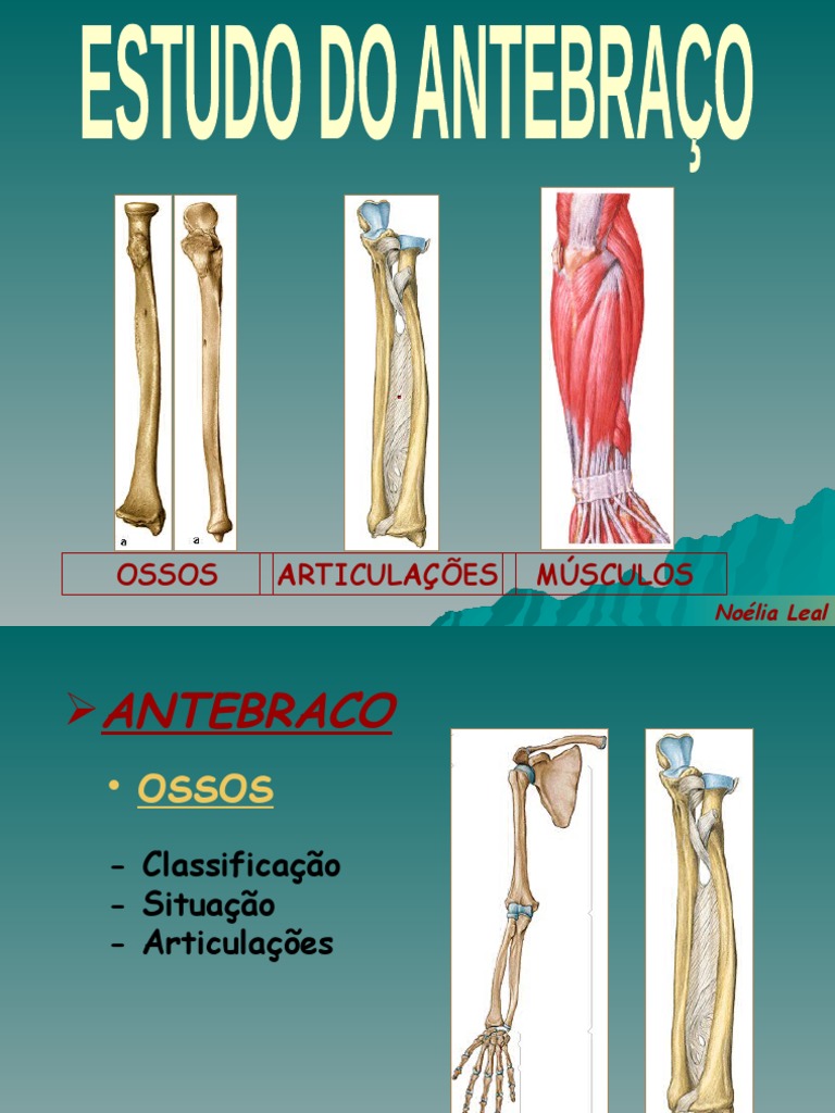 Estrutura e Função do Antebraço: Ossos, Articulações e Músculos | PDF ...