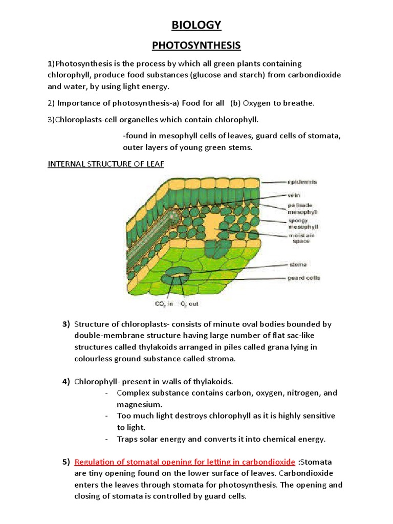 Photosynthesis Notes | PDF