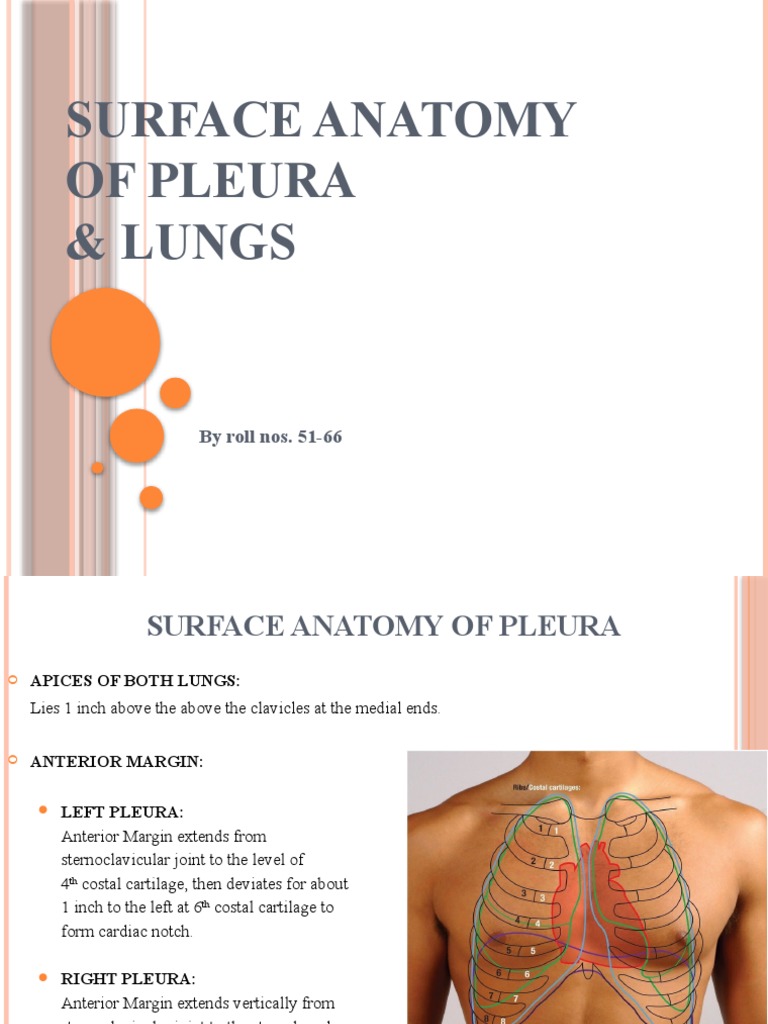 SURFACE ANATOMY OF LUNGS PPT Assignment | Download Free PDF | Lung | Thorax