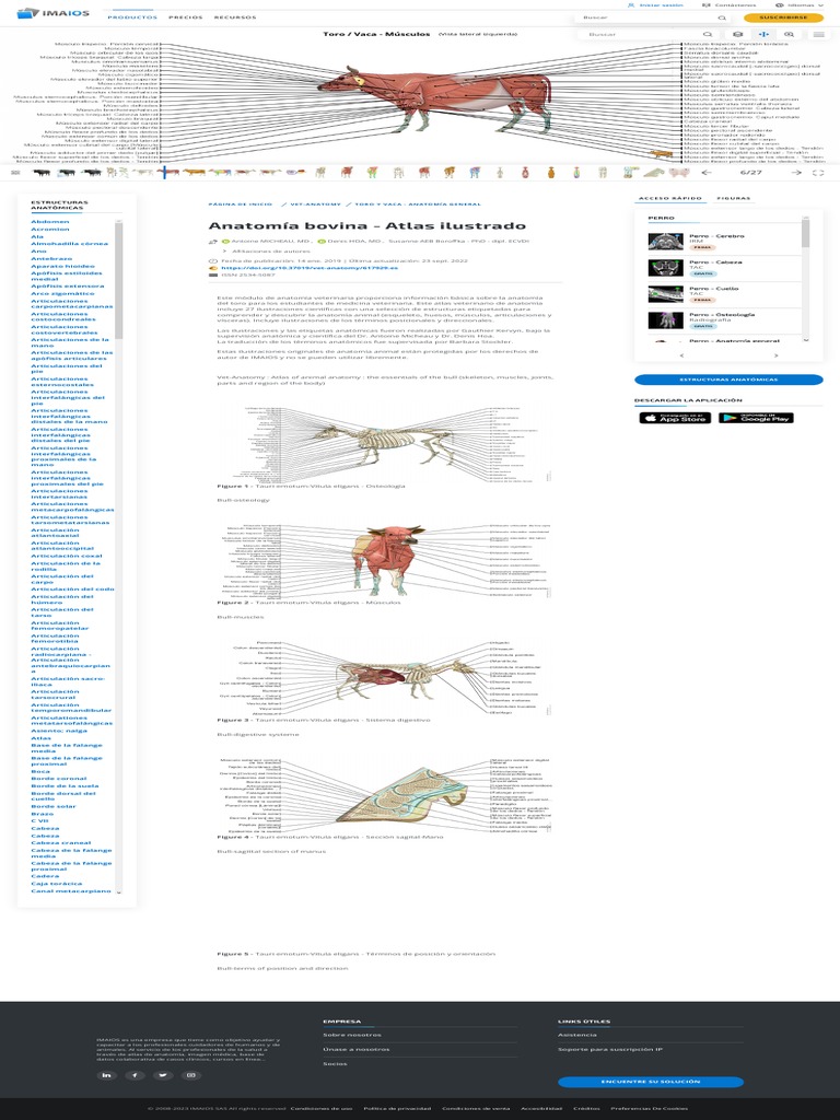 Anatomía General Del Toro y de La Vaca - Atlas Ilustrado - Anatomía ...