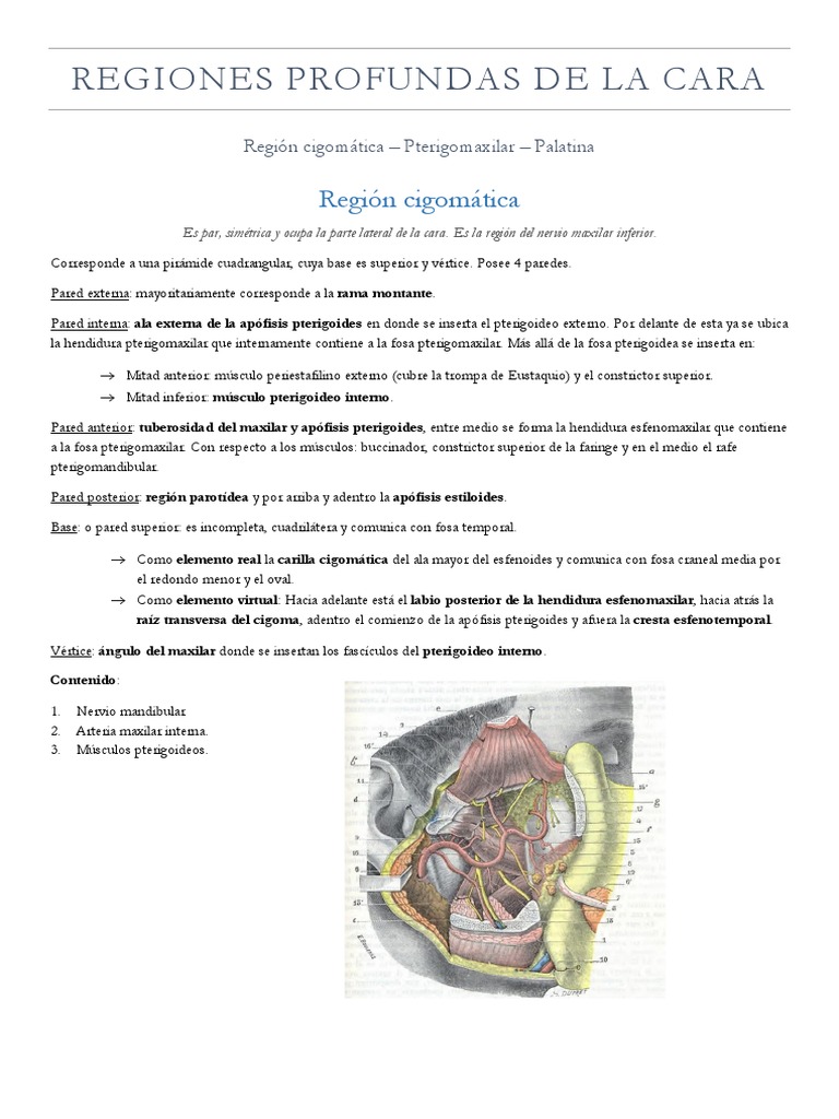 Regiones Profundas de La Cara | PDF