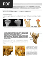 Anatomía de la Región Maseterina | PDF | Salud y bienestar