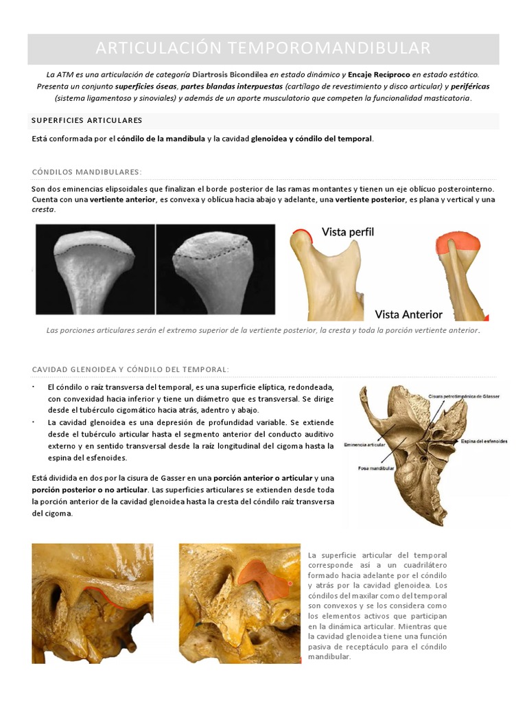 Anatomía de la Articulación Temporomandibular | PDF | Articulación ...