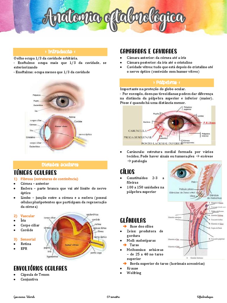 Anatomia Oftalmo | PDF