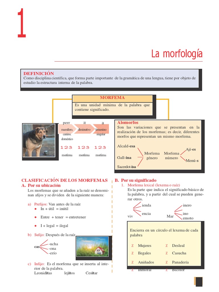 Morfologia | PDF