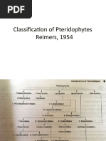 Leaf Dichotomous Key | PDF | Leaf | Branches Of Botany