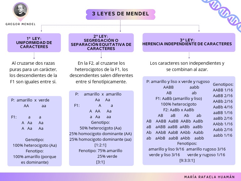 3 leyes de mendel | PDF | Dominancia (Genética) | Genética de Poblaciones