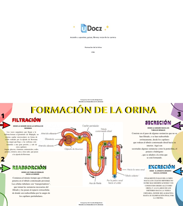 Formacion de La Orina | PDF | Orina | Riñón