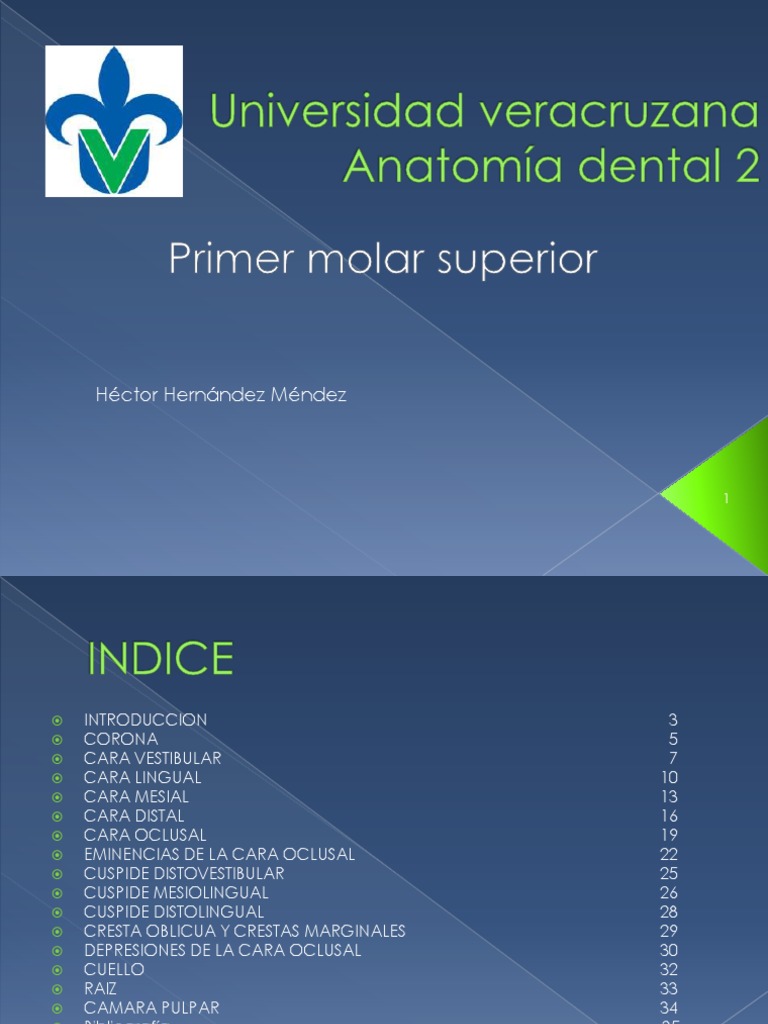Anatomía del Primer Molar Superior | PDF