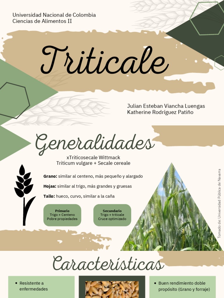 C2 - Triticale | PDF | Cereales | Trigo