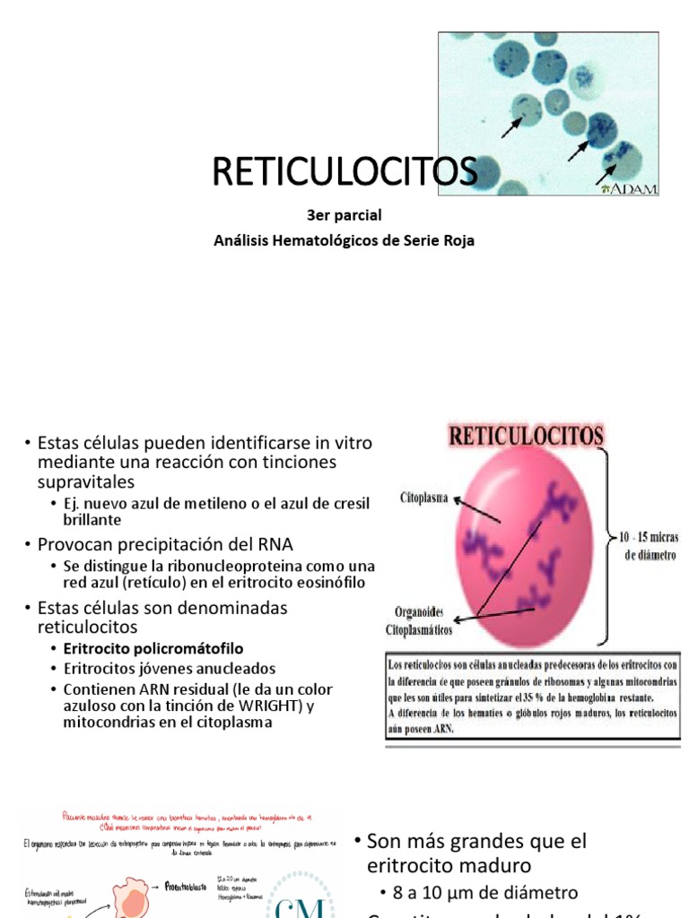 Reticulocitos | PDF