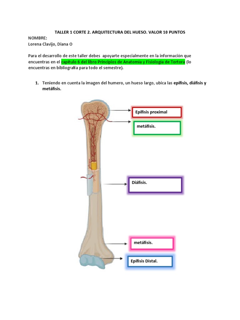 Estructura del Húmero: Epífisis y Diáfisis | PDF | Hueso | Anatomía