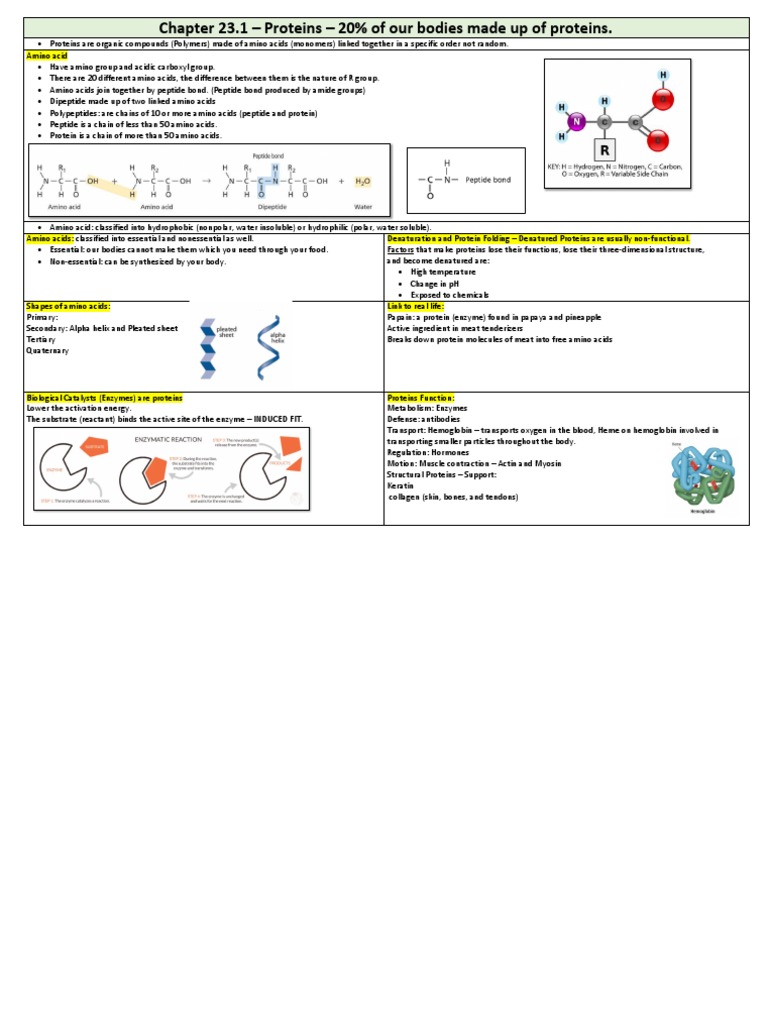 Proteins Summary Sheet | PDF | Wellness