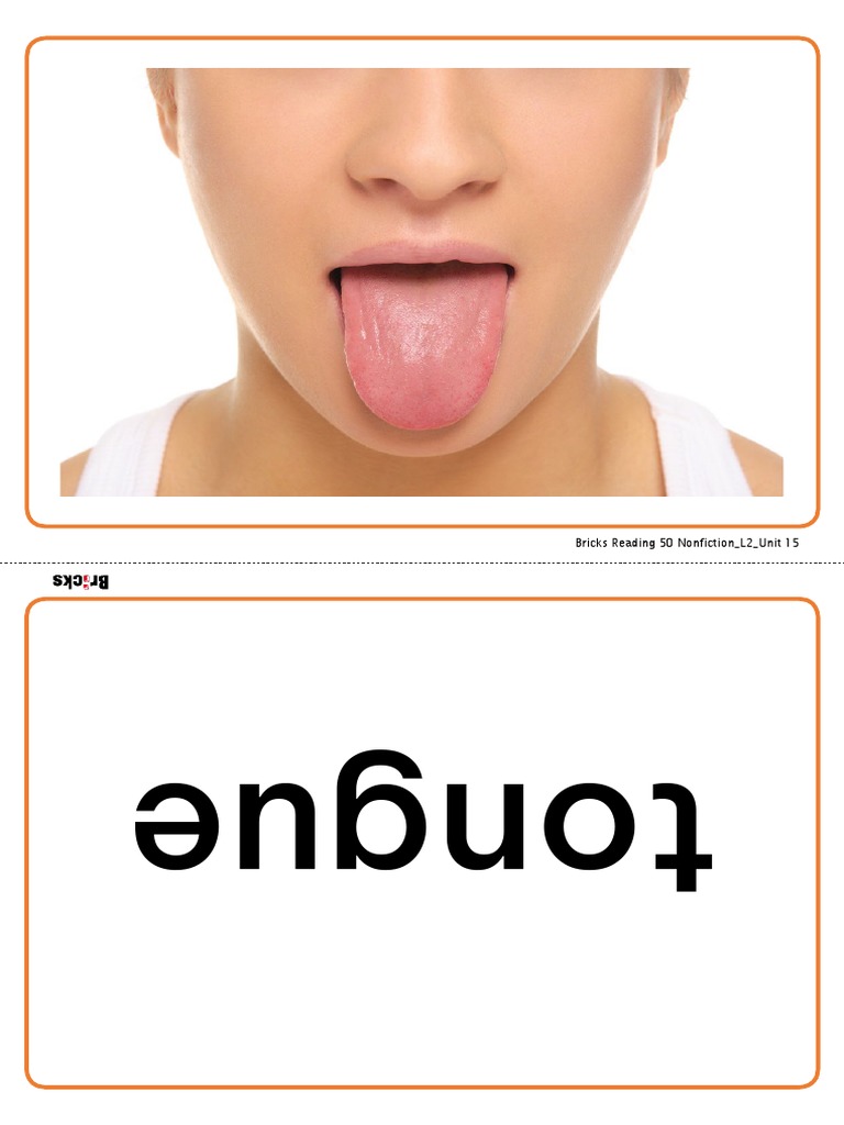 Bricks Reading 50 Nonfiction - L2 - Flashcard - Unit 15 | PDF