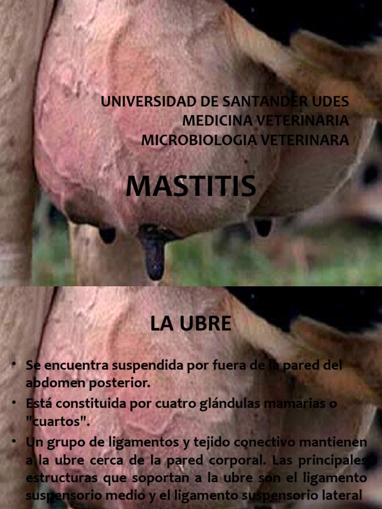Mastitis | PDF