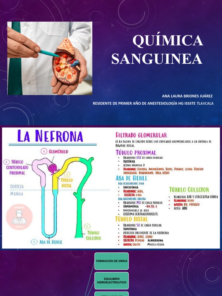 Funcion Renal | PDF | Bioquímica | Química Funcion Renal | PDF | Bioquímica | Química