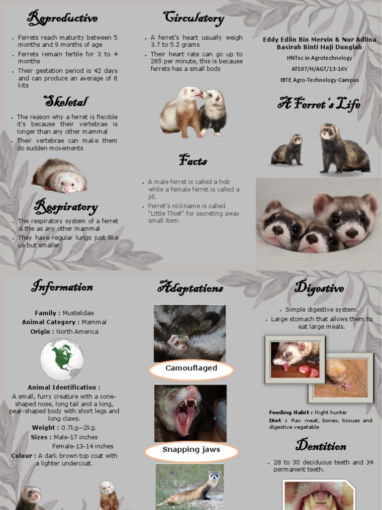 Ferret Leaflet Updated | PDF | Mammals