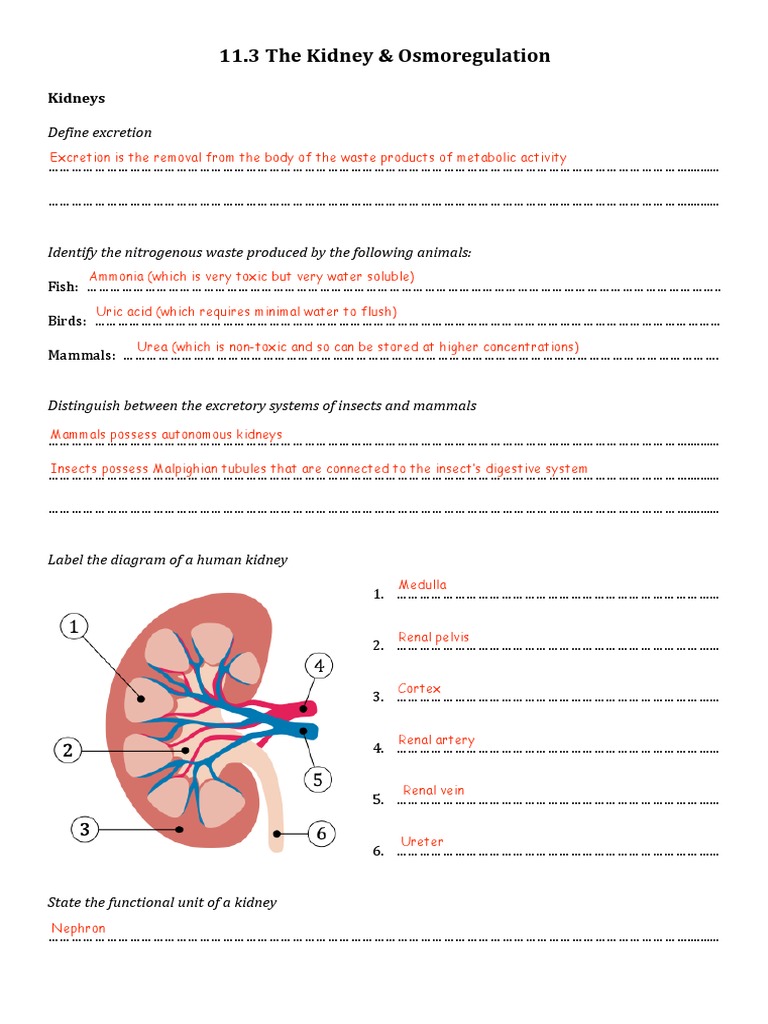 Kidney Function and Osmoregulation Overview | PDF