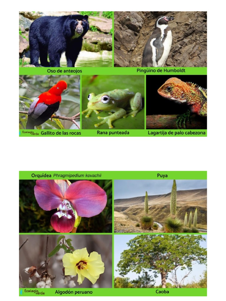 Ecoregiones Del Peru | PDF Ecoregiones Del Peru | PDF