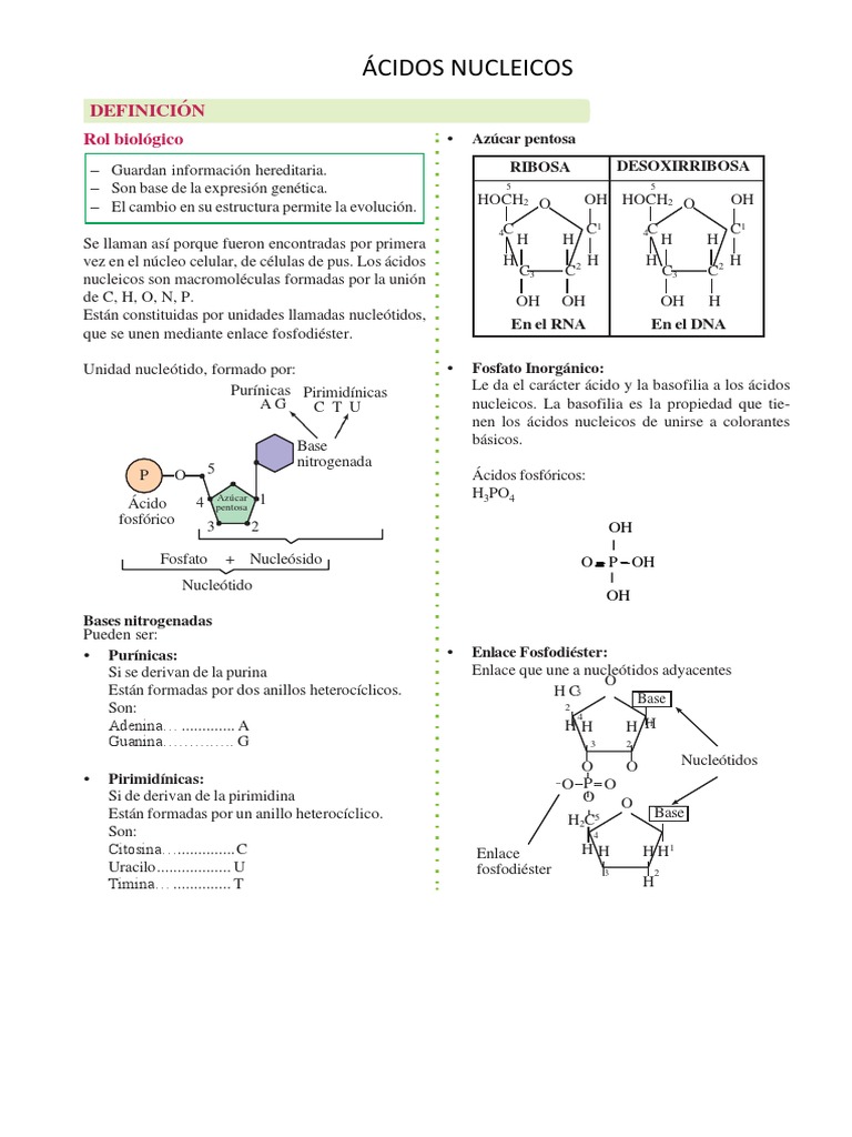 Ácidos-Nucleicos | PDF | Rna | Adn