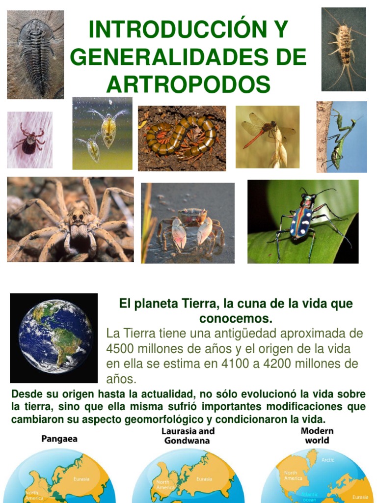 Generalidades sobre Artrópodos | PDF | Crustáceo | Artrópodos