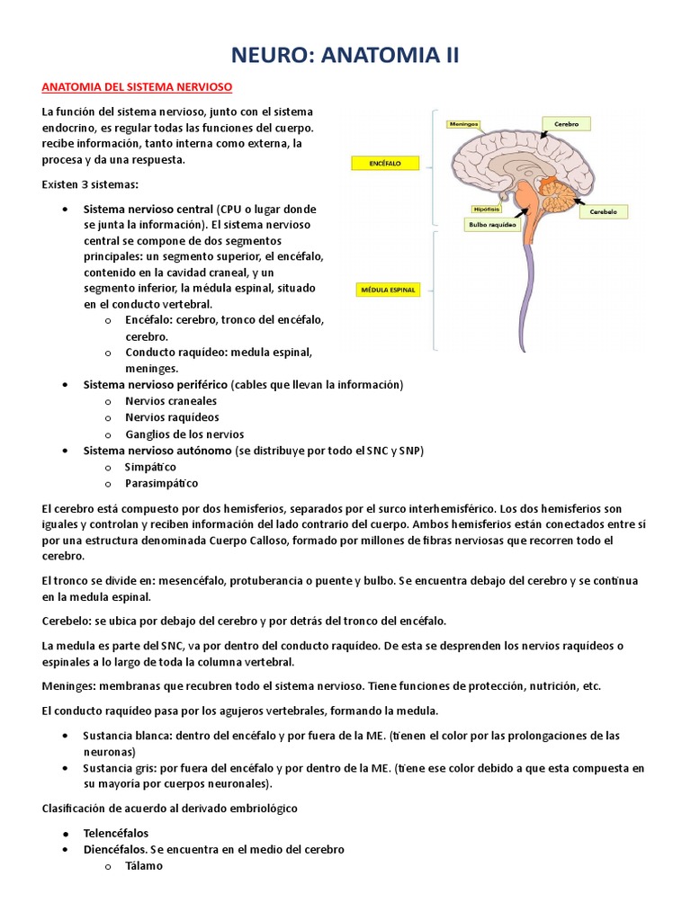 NEURO | PDF | Sistema nervioso central | Sistema nervioso