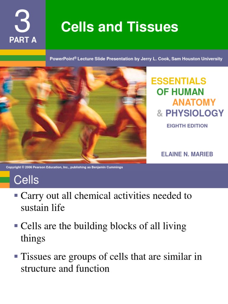 Marieb Ch3a | PDF | Endoplasmic Reticulum | Cell (Biology)