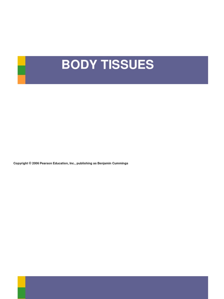 Marieb ch3c | PDF | Epithelium | Tissue (Biology)