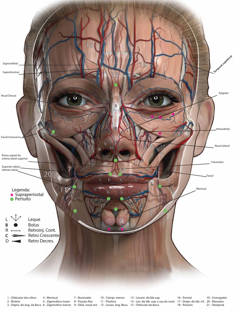 Face Anatômica Botox | PDF | Rosto | Corpo humano