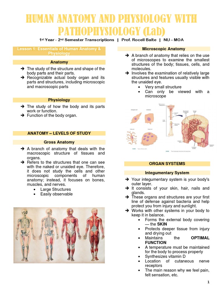 Anaphy Lab Transes | PDF | Epithelium | Connective Tissue