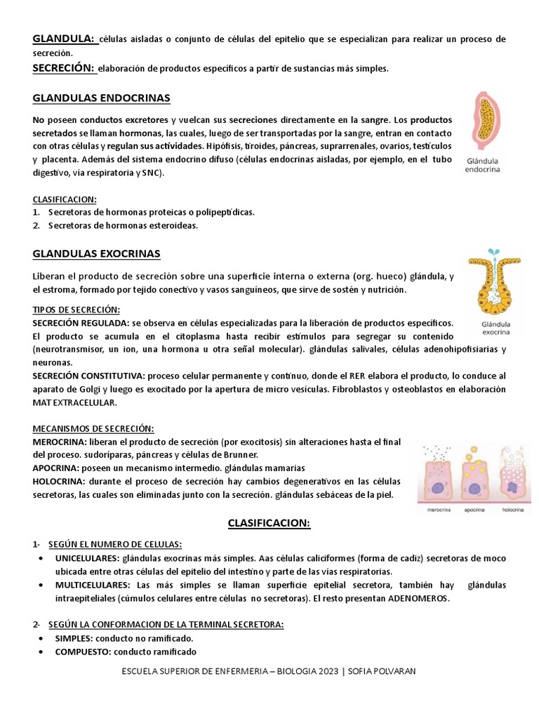 GLANDULAS | PDF | Secreción | Sistema endocrino