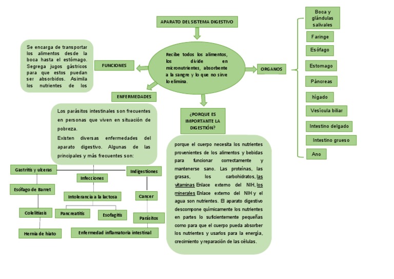 Mapa Conceptual Aparato Del Sistema Digestivo Descargar Gratis Pdf