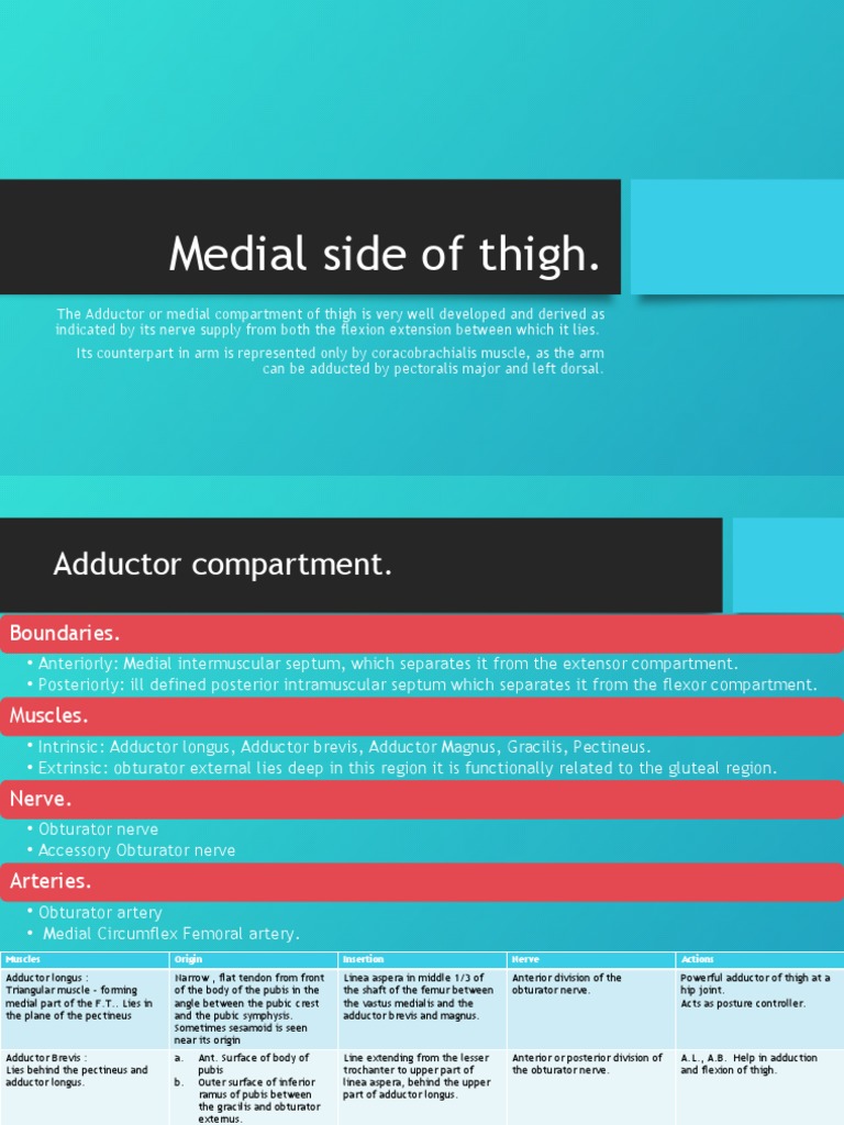 Medial Side of Thigh - Anatomy | PDF