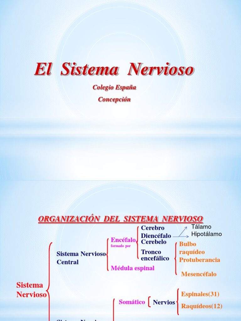 Sistema Nervioso II | PDF | Sistema nervioso | Potencial de acción Sistema Nervioso II | PDF | Sistema nervioso | Potencial de acción