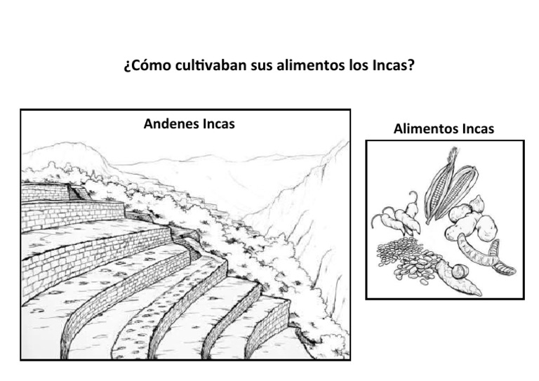 ¿Cómo cultivaban sus alimentos los Incas? | PDF