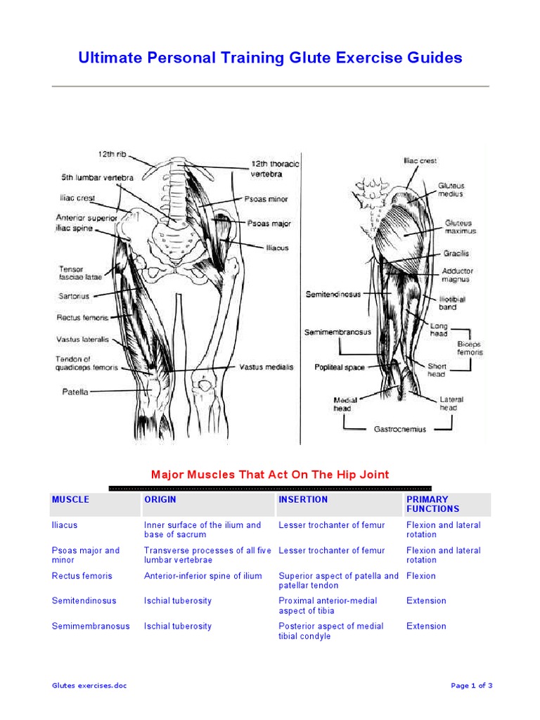 Glutes Exercises | PDF | Human Leg | Pelvis