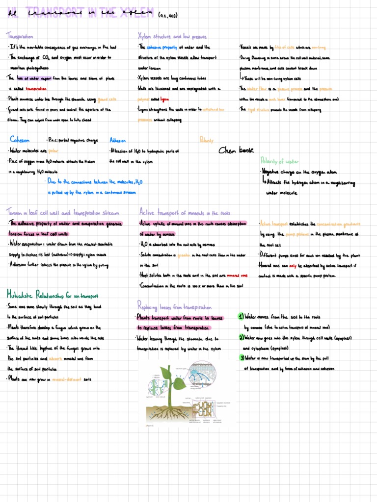 Ib bio HL topic 9 Plant biology summary | PDF