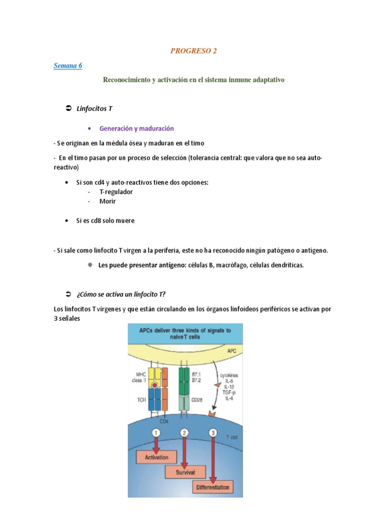 Materia de Clase Progreso 2 Inmuno | PDF | Célula B | Célula T