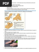 Cubito Varo y Valgo Pulgar Gatillo Dedo Boutonnier | PDF | Codo | Tendón