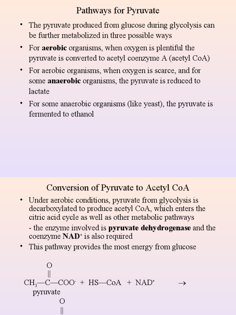 3566b2 - Cori Cycle (Lactate Metabolism) | PDF | Pyruvic Acid | Glycolysis