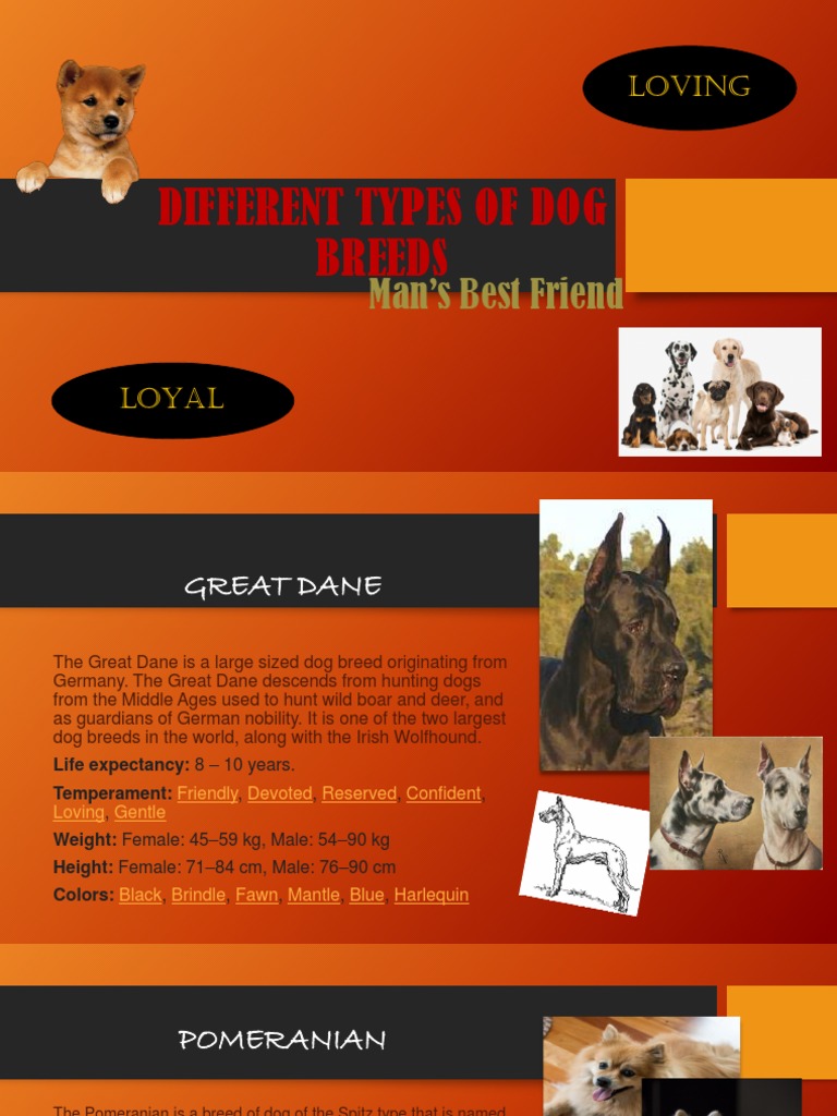 Different Types of Dog Breeds | PDF | Poodle | Labrador Retriever