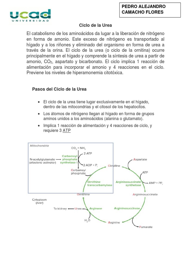 Ciclo de La Urea | PDF | Metabolismo | Nitrógeno