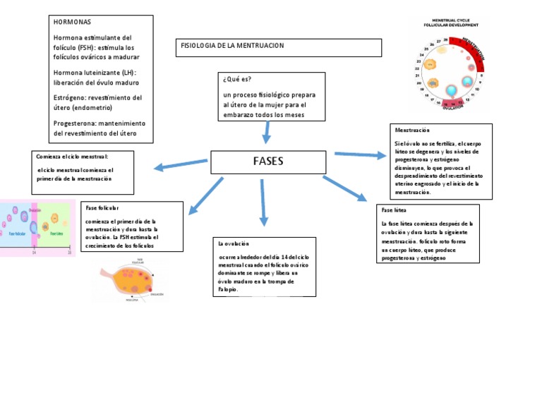 Fisiologia de La Menstruacion | PDF