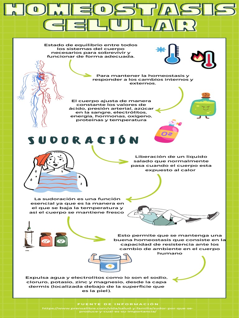 Homeostasis Celular Infografía | PDF