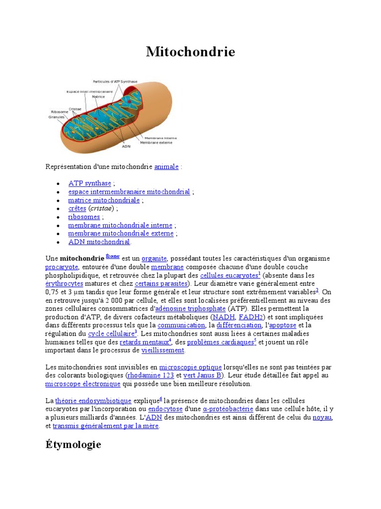 MITOCHONDRIE | PDF
