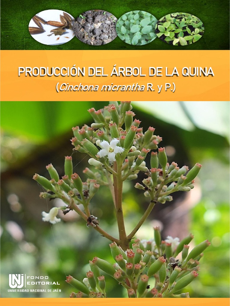 Produccion Del Arbol de La Quina Cinchona Micrantha R. y P. 1 | PDF
